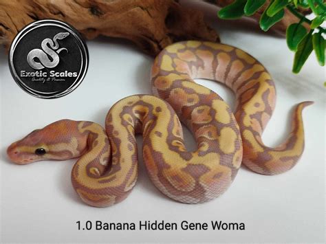 Banana Hidden Gene Woma Ball Python By Exotic Scales Morphmarket