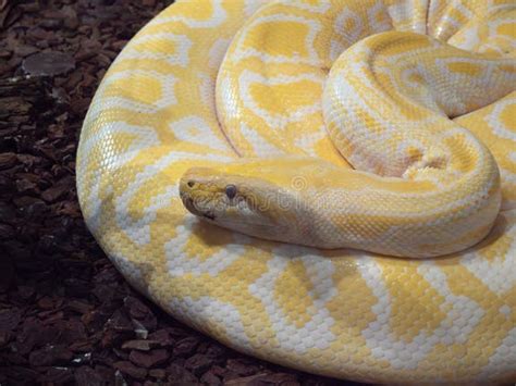 Albino Burmese Python With Yellow And White Colors Coiled On The