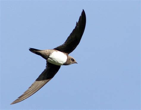 Pennys Hot Birding And Life Alpine Swift Lights Up My Day