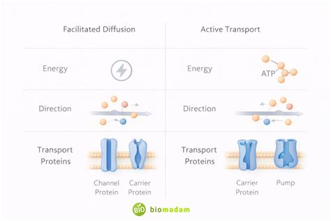 Difference Between Facilitated Diffusion And Active Transport With Table