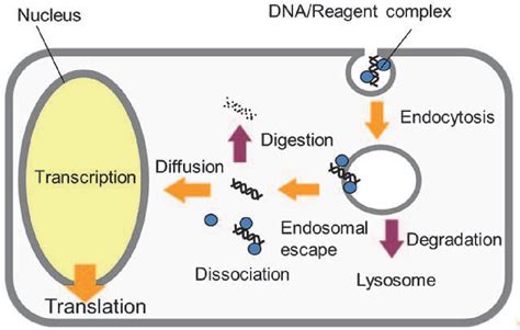 Figure 1 From Fluorescence Cross Correlation Spectroscopy For Real Time