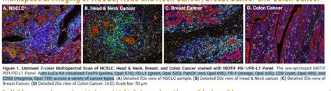 question about sample data content for tutorial luca 7color scan1 qptiff image analysis