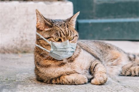 Коты в масках - Блог Жизнь On-Line | Блог Жизнь On-Line