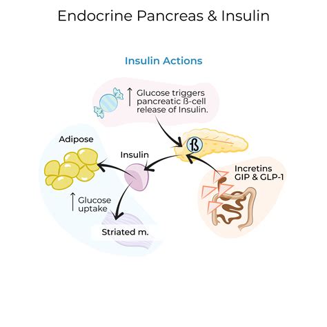 Physiology Glossary Endocrine Pancreas And Insulin Secretion Ditki
