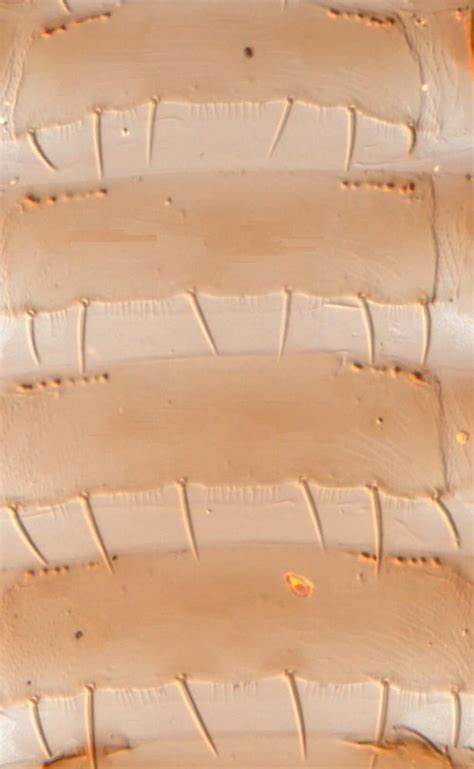 Neohydatothrips Setosus Browse Species Thrips Of California