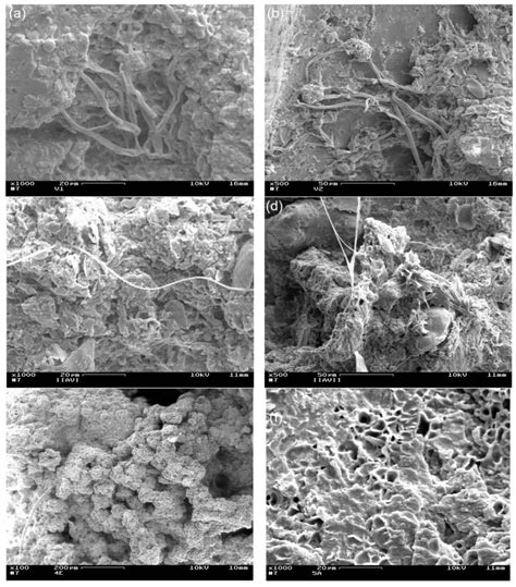 Call Biodegradation Polyurethanes Fruit Oils Vegetable Degradation Thermal Analysis