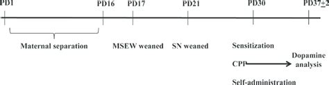 Schematic Representation Of The Experimental Procedure Download