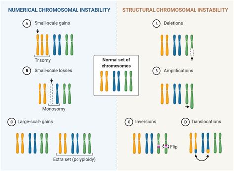 Chromosomal Aberrations And Down Syndrome