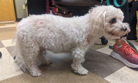 What Is Cushings Disease In Dogs Signs And Treatment Chewy