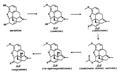 EP1000065B1 Preparation Of Oxymorphone Oxycodone And Derivatives Google Patents