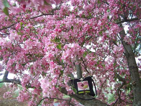 Perennial Passion Once Every Two Years I See This Tree Bloom