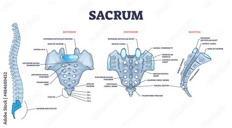 Plakát Sacrum As Spinal Bone Structure Anatomical Description Outline