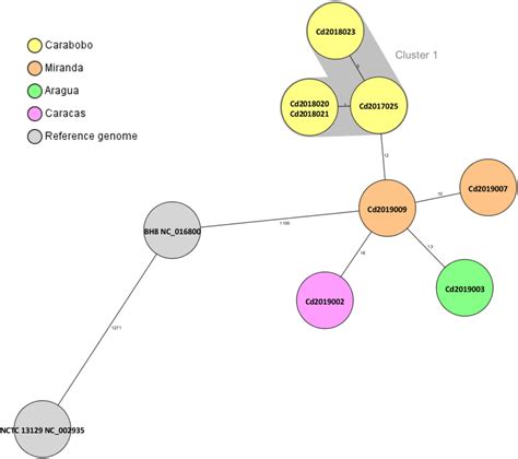 minimum spanning tree of core genome multilocus sequence typing with