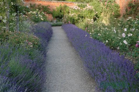 Lavender Angustifolia Hidcote English Garden Plant Fairweathers Plant Shop