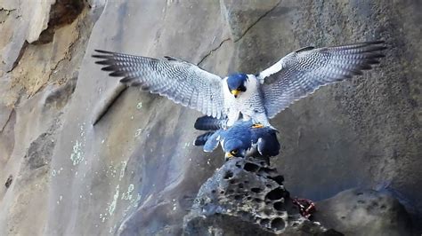 1120131 The Peregrine Falcon Mating At Northern Taiwan YouTube