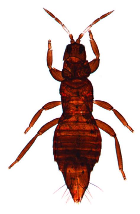 Aeolothrips Clarus Browse Species Thrips Of California