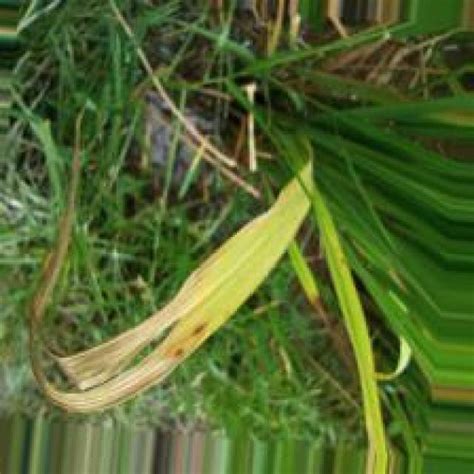 Rice Diseasess Detection Instance Segmentation Dataset And Pre Trained