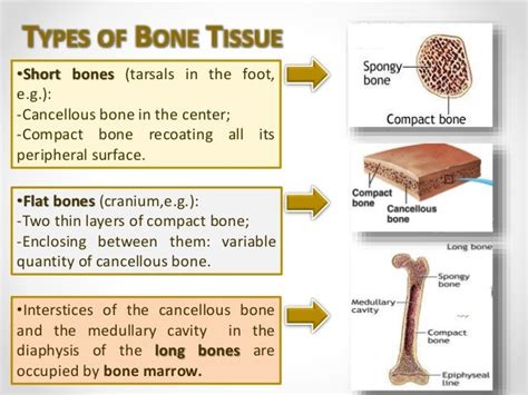 Human Bone Tissue
