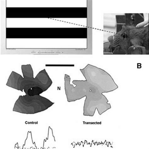 Pdf The Mouse Pattern Electroretinogram