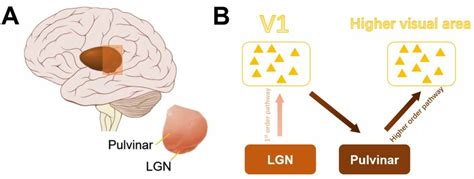 A Illustration Of The Pulvinar Nucleus And Lgn B Illustration Of