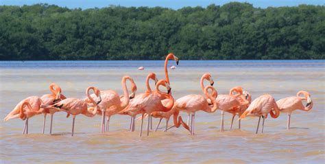 Celestun Flamingos And Mangroves On The Coast Of Yucatan Mike Polischuk