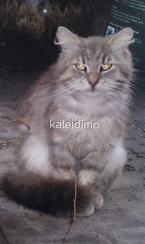 Gypsy K By Kaleidimo Redbubble