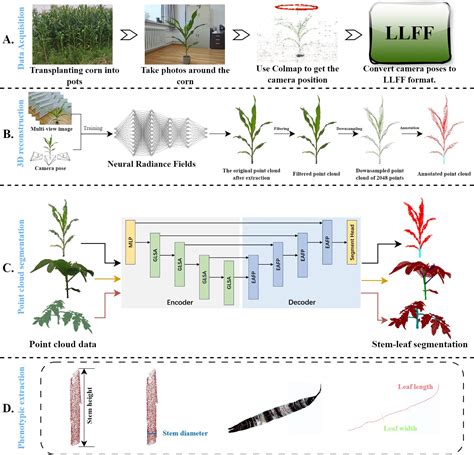 Frontiers Plant Stem And Leaf Segmentation And Phenotypic Parameter Extraction Using Neural