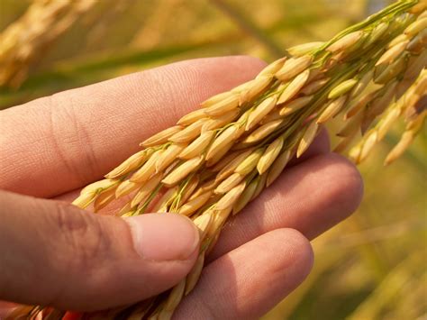 Plant Biostimulants