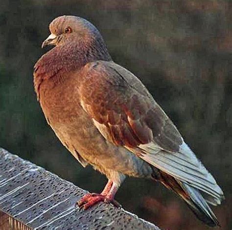 Pigeons