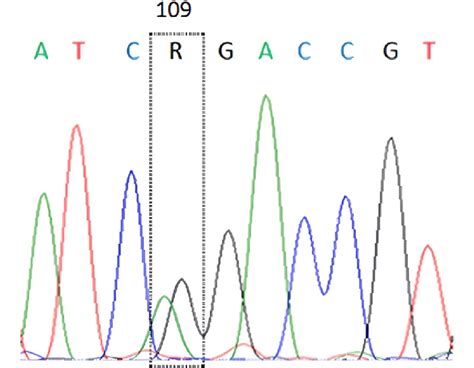 The Booroola Mutation Site C 109a G In Bmpr1b Gene Exon 8 Of Mega Download Scientific