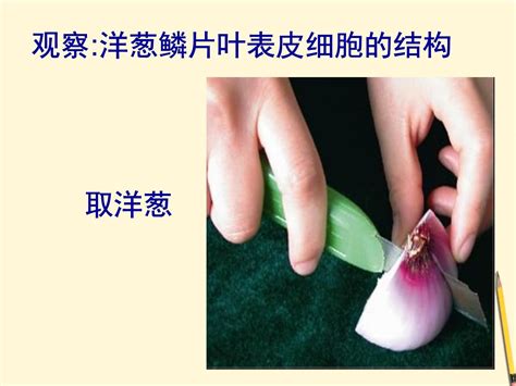 第一节植物细胞的结构和功能 3