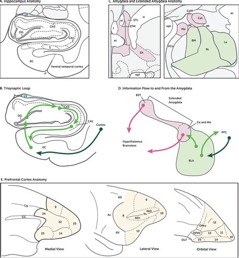 Cortico Limbic Interactions Mediate Adaptive And Maladaptive Responses Relevant To