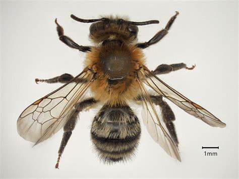 Abb 4 Andrena Simillima ♀ Nsg Steinberg Foto And Copyright Svenja