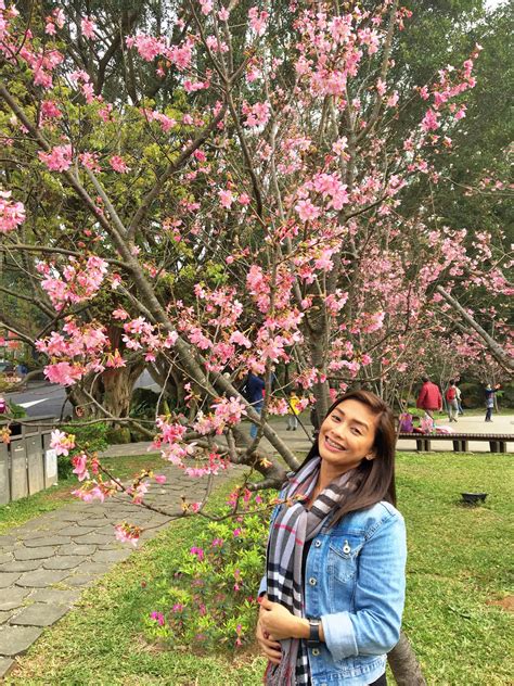 Download Cherry Blossom Pictures