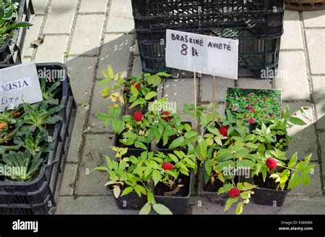 Raspberry Seedling Hi Res Stock Photography And Images Alamy
