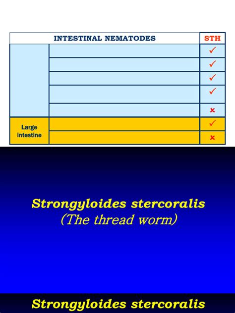 Thread Worm 45c39c55dac4de9b405cf11aa8ad7fa8ba Pdf Immunology