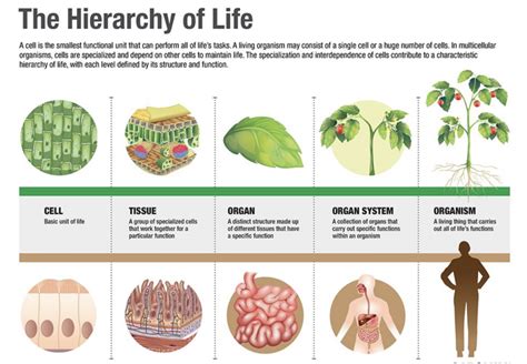Biology Body Systems And Tissues Diagram Quizlet