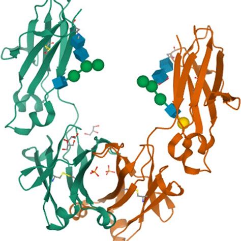 Schematic Structure Of A Human Igg1 Antibody Igg Consists Of Two Heavy Download Scientific