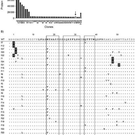 A Radioactive Binding Assay Of 35 S Methionine Labeled Selected Download Scientific Diagram