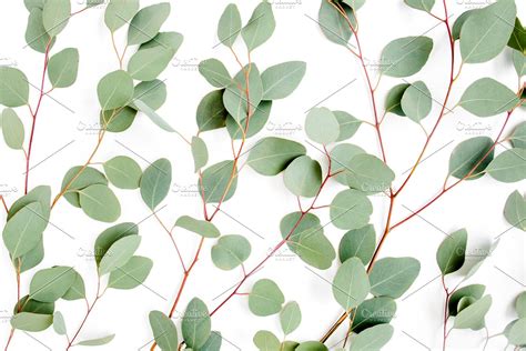 Eucalyptus Flower Wallpapers 4k Hd Backgrounds On Wallpaperbat