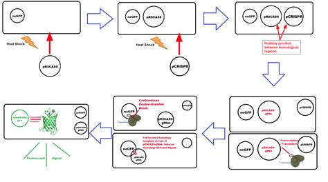 CRISPR CAS Demonstration Kit Development Hell NeoSynBio