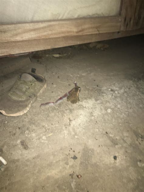 I See Many Toad One Toad Chill I Take Picture Toad Rfrogs