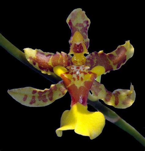 Iospe Photos Beautiful Orchids Oncidium Orchidaceae