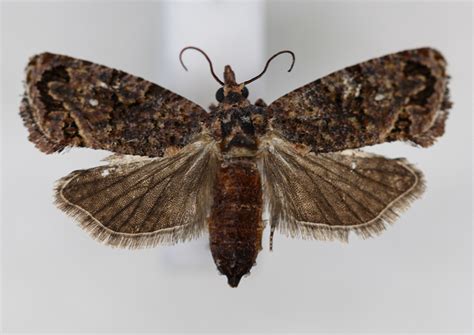 The False Codling Moth Genome Sequence Fresh Quarterly