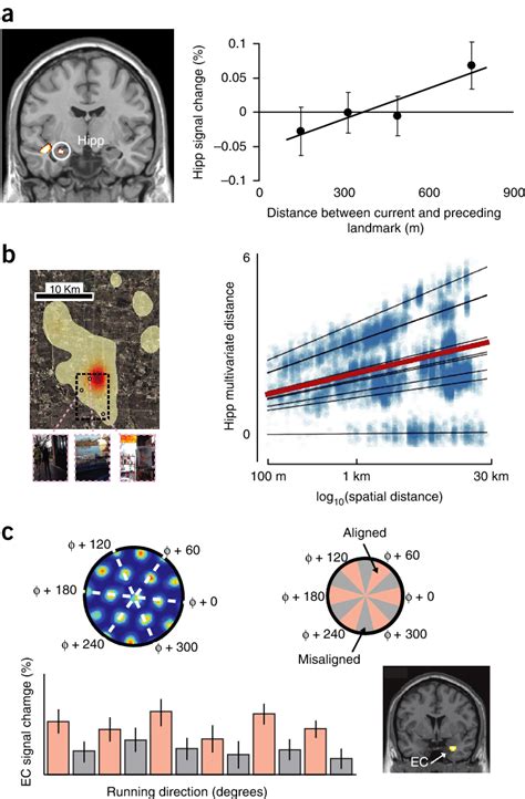 map and grid like coding of navigable space in humans a evidence