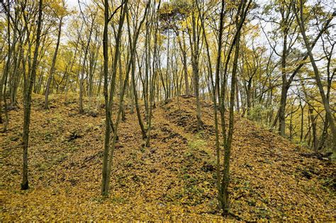 Trees With Yellow Foliage 9416756 Stock Photo At Vecteezy