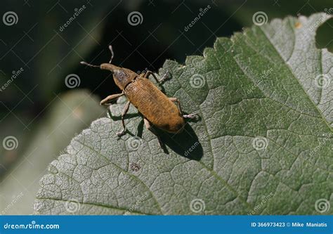 Silkworm Beetle Grasshopper Mixture Roasted Royalty Free Stock Image