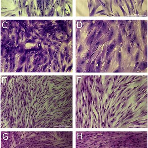 Inverted Microscope Images Morphological Characteristics Of Rabbit Download Scientific Diagram
