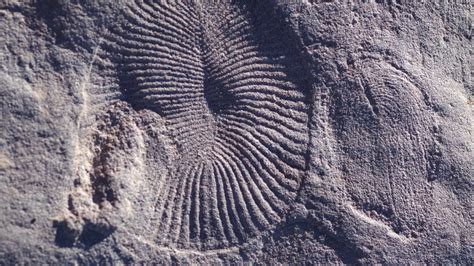 A New Study Shows Earths First Known Mass Extinction Occurred 550
