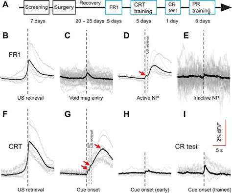 Activity Of Vta To Vp Gaba Neurons During Rewarded Behaviors A